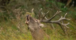 Observations animalières et Brâme du cerf - Commune de Bourg-Saint-Pierre